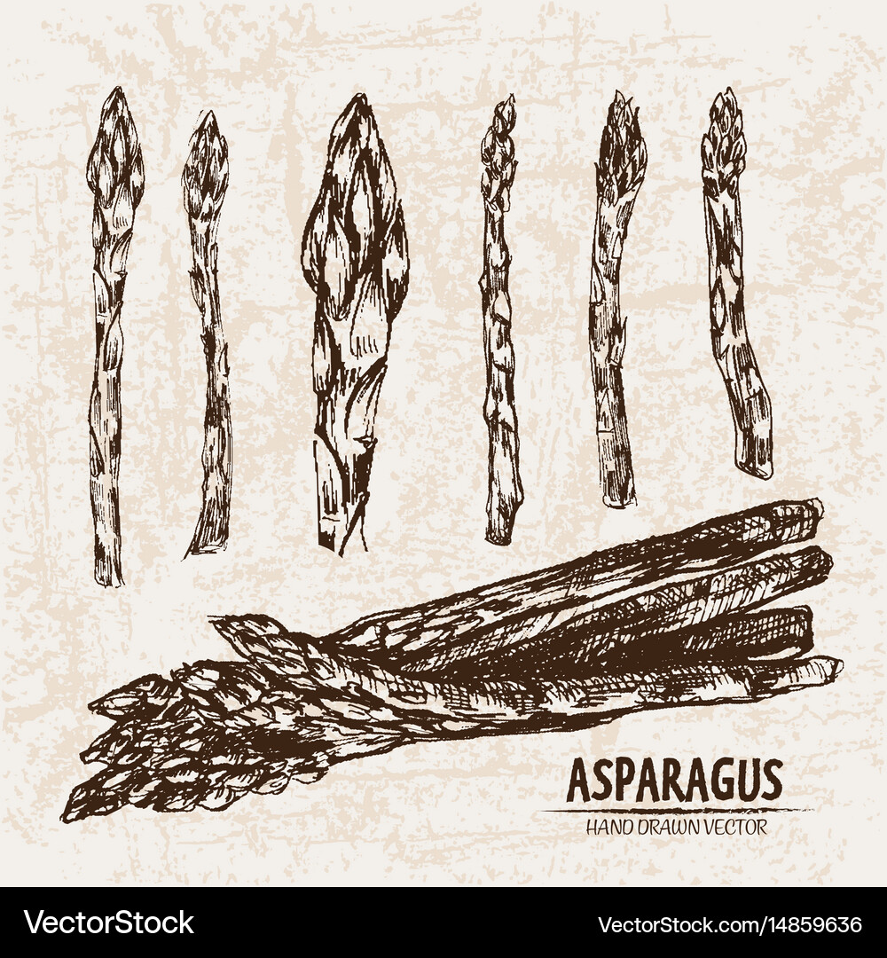 Digital detailed line art asparagus Royalty Free Vector