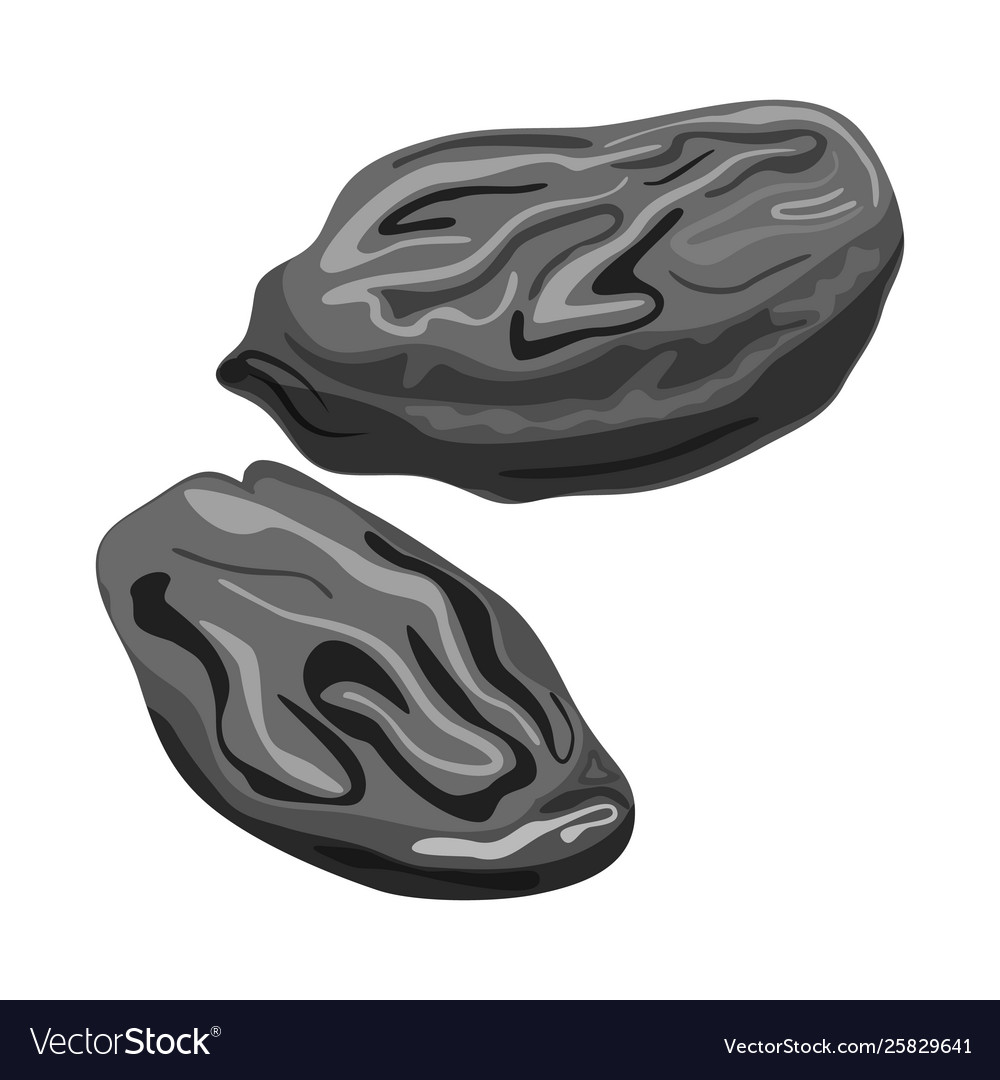 Isolated object raisin and dry symbol set Vector Image