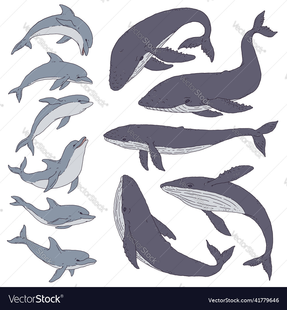 Whale and dolphin set jumping playful sea aquatic Vector Image