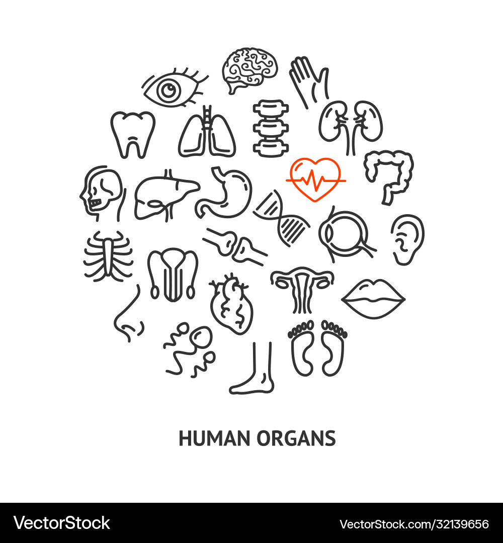 Human anatomy round design template contour lines Vector Image