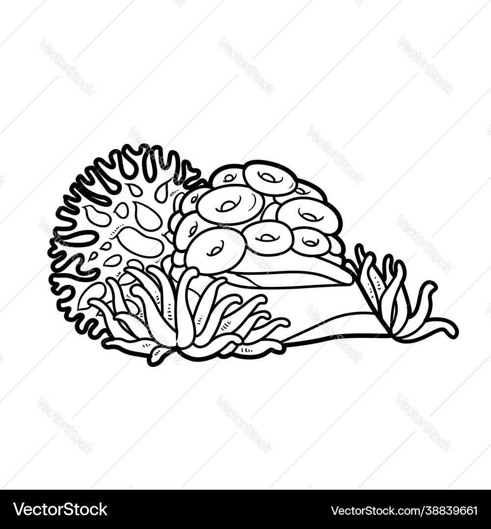 Sea sponge and corall grows on stone coloring Vector Image