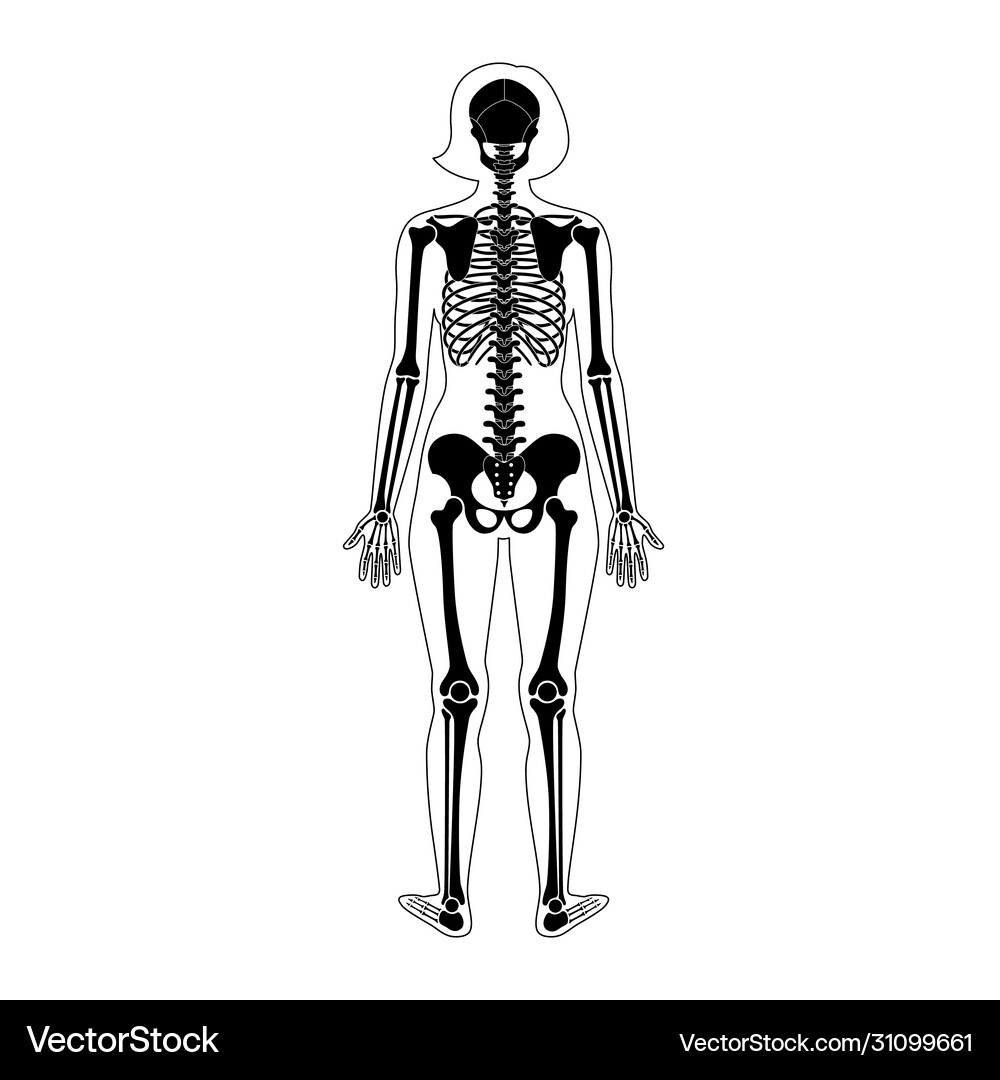 Woman skeleton anatomy Royalty Free Vector Image