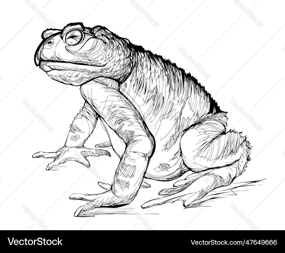 Sitting toad amphibian animals black and white Vector Image