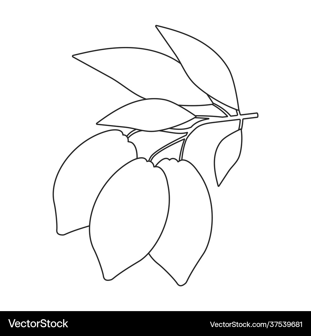 Cocoa bean outline icon Royalty Free Vector Image