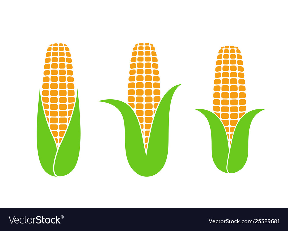 Corn Royalty Free Vector Image - VectorStock