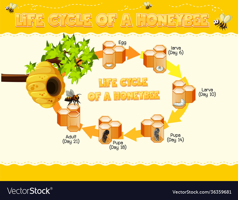 Diagram showing life cycle honey bee Royalty Free Vector Diagram showing life cycle honey bee Royalty Free Vector