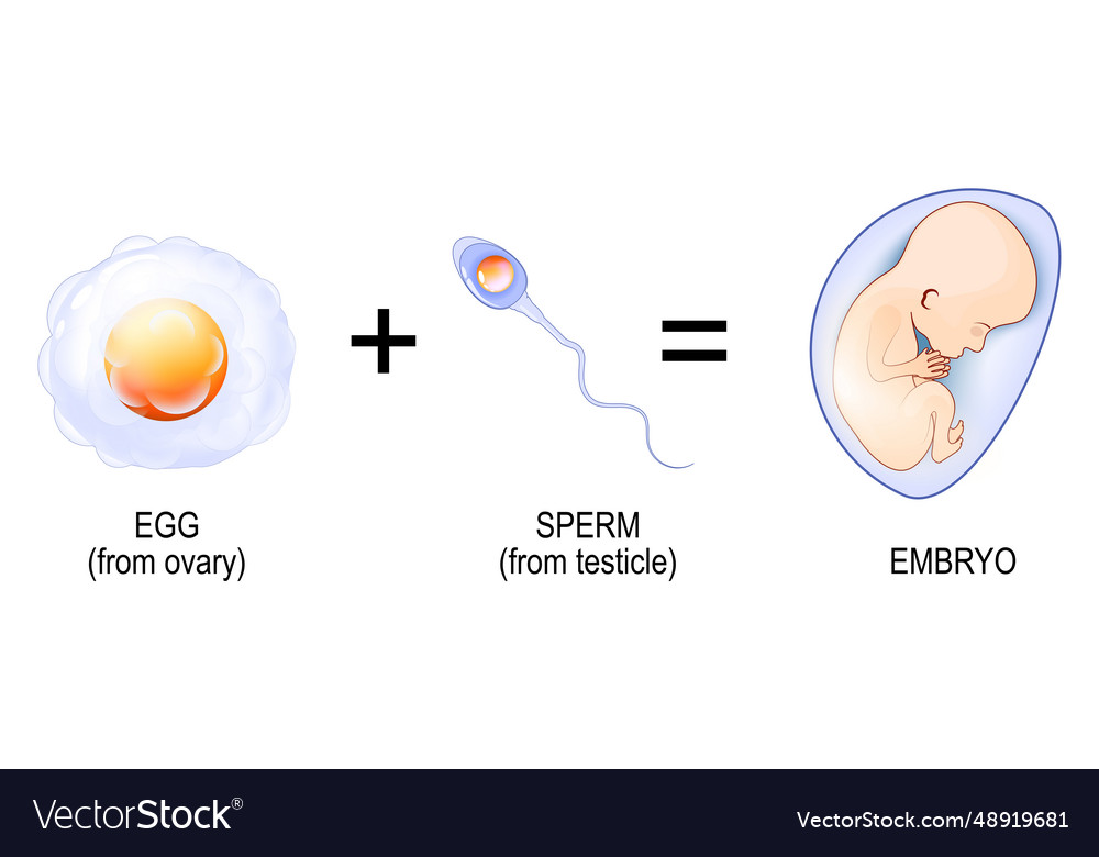 Fertilization process Royalty Free Vector Image