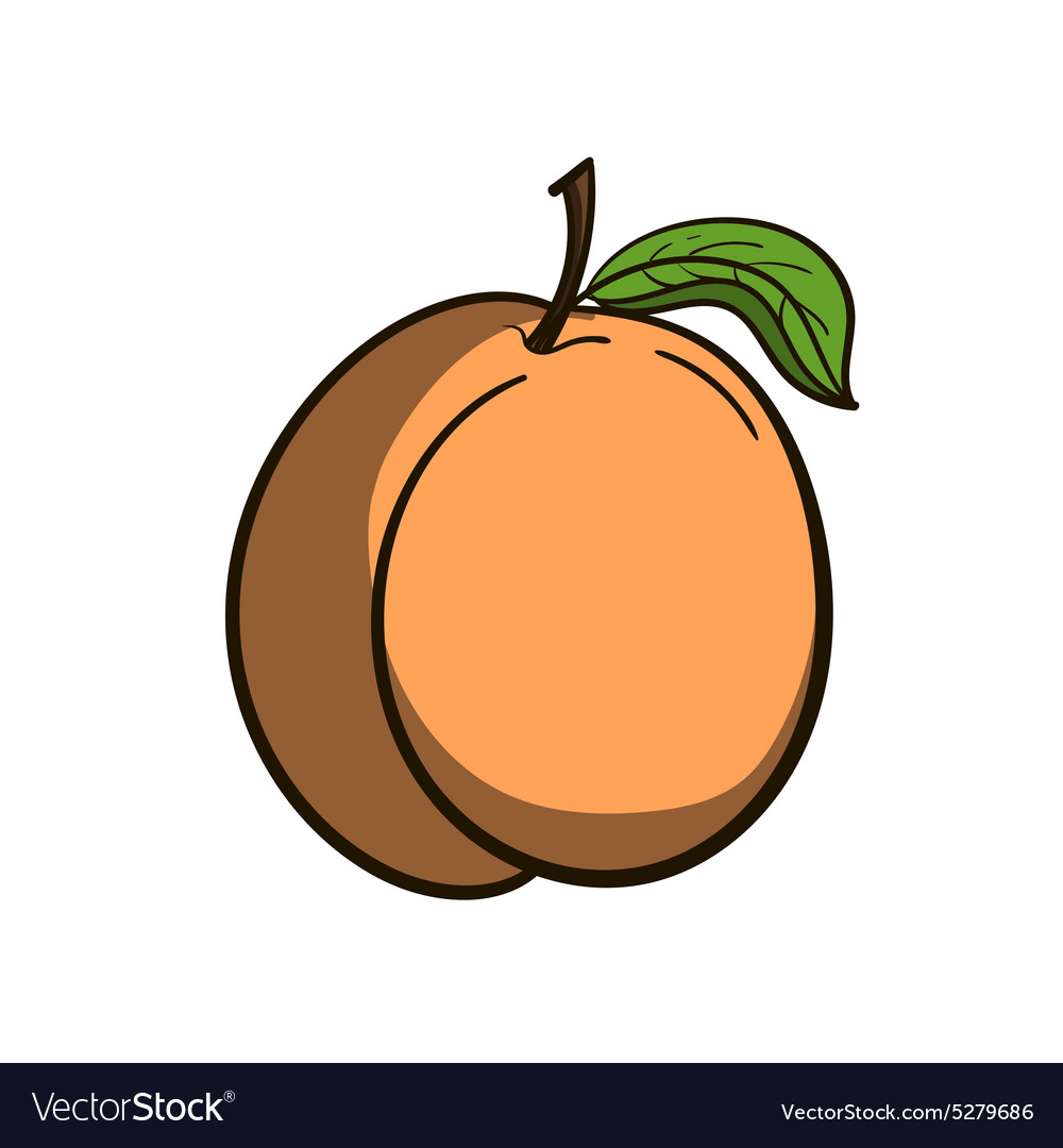 Peach Royalty Free Vector Image - VectorStock