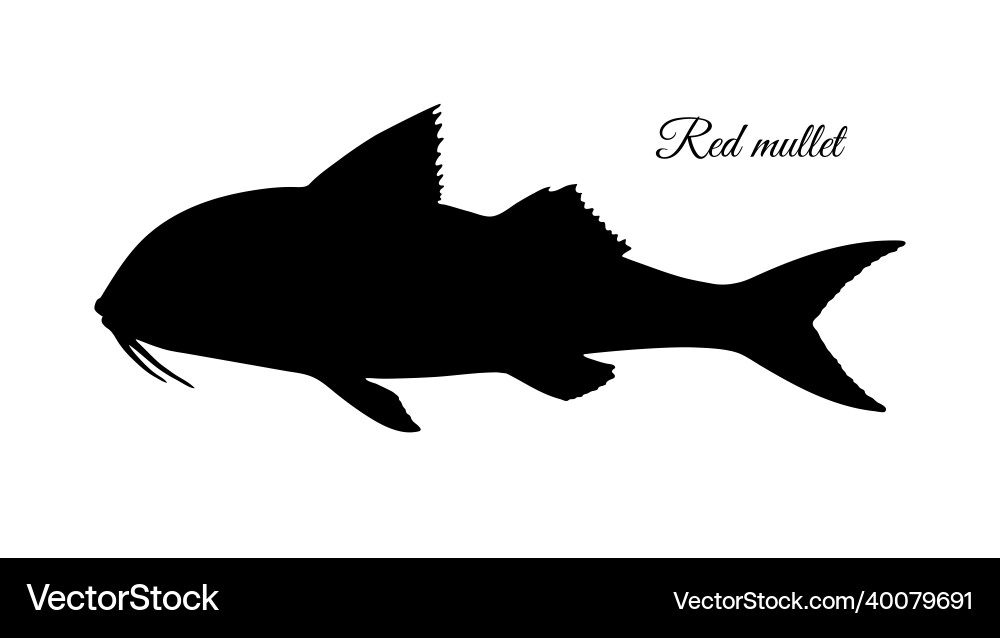 Silhouette of red mullet fish Royalty Free Vector Image