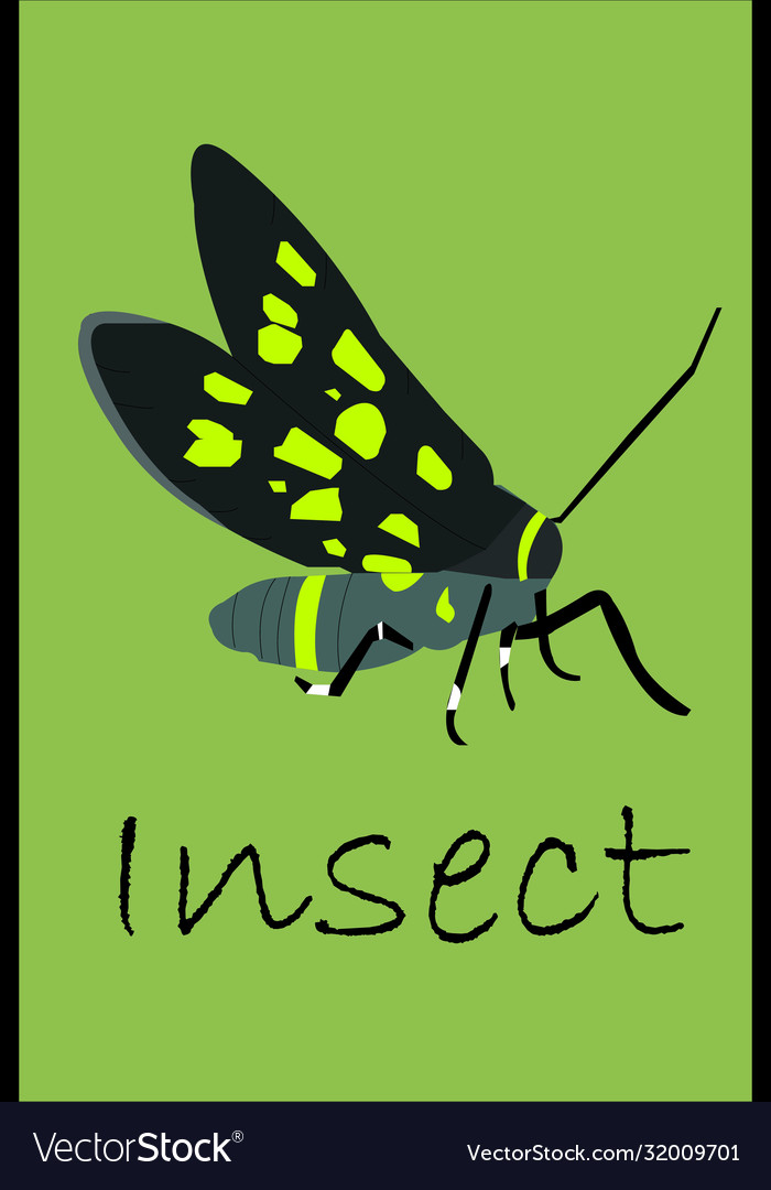 Poster insect Royalty Free Vector Image - VectorStock