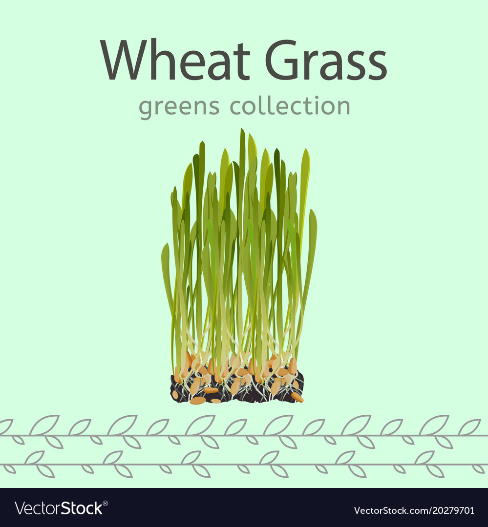 Wheat grass image Royalty Free Vector Image - VectorStock