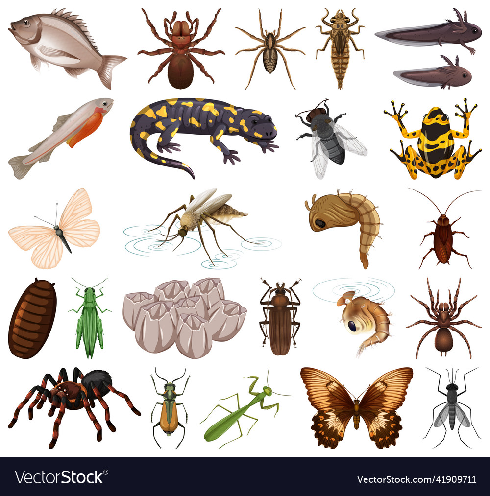 Different kinds of insects and animals on white Vector Image