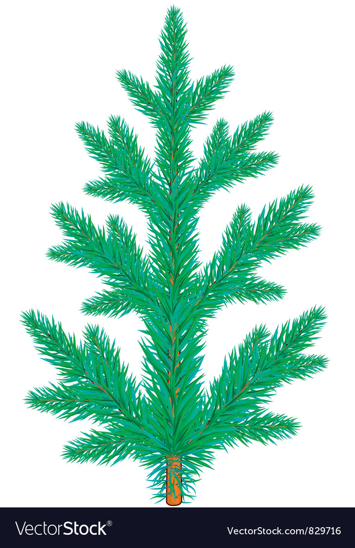 Spruce Royalty Free Vector Image - VectorStock