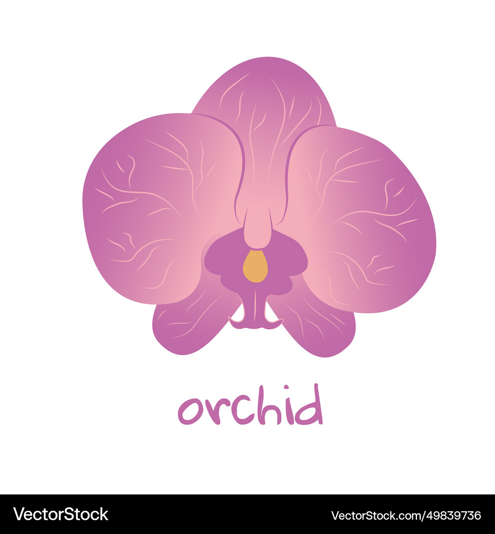 Orchid vibrant tropical flower Royalty Free Vector Image