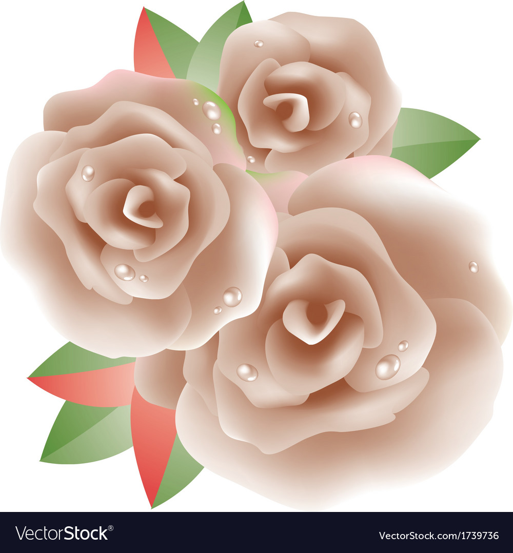 Roses Royalty Free Vector Image - VectorStock