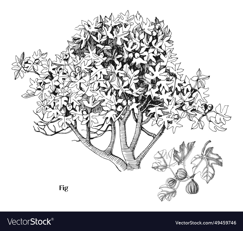 Fig tree and branch Royalty Free Vector Image - VectorStock