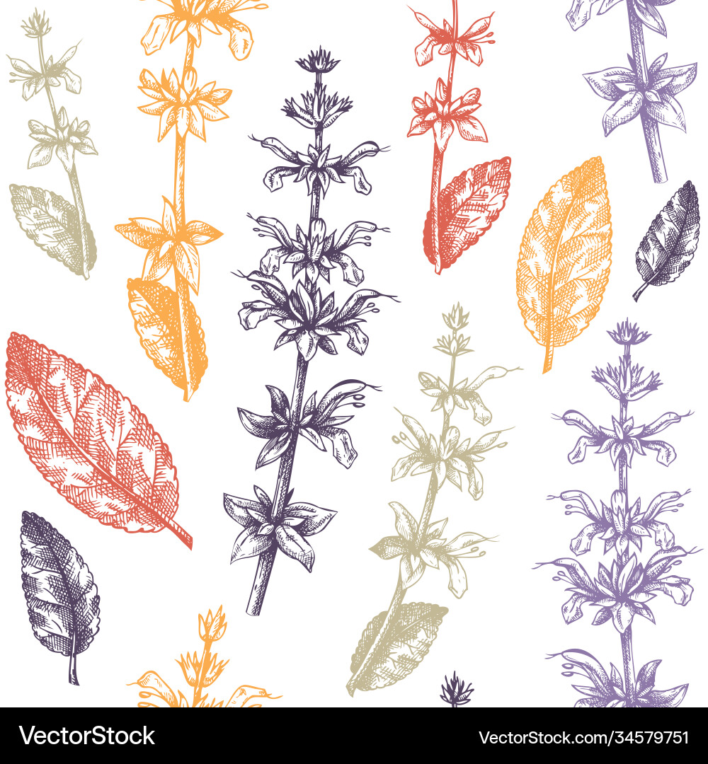 Herbal pattern with sage leaves and flowers Vector Image