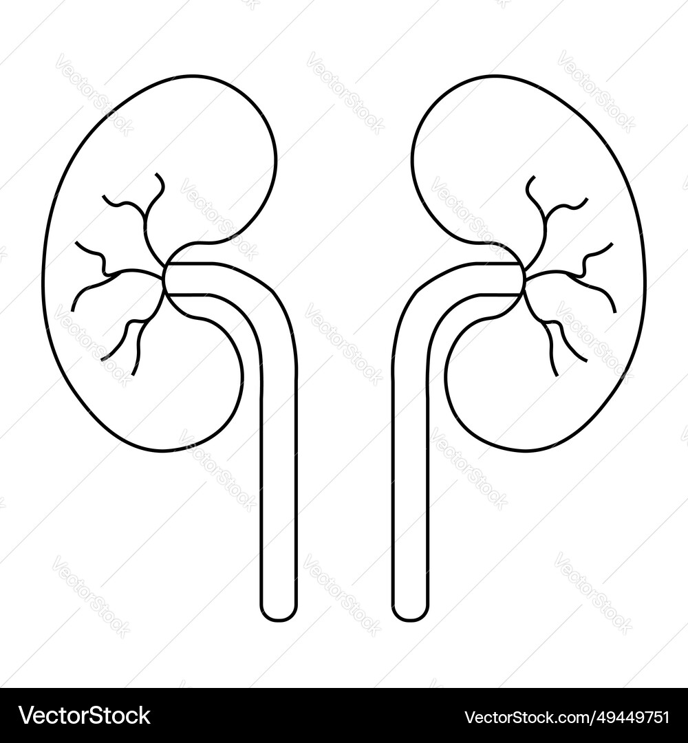 Human body organs urinary system kidneys anatomy Vector Image