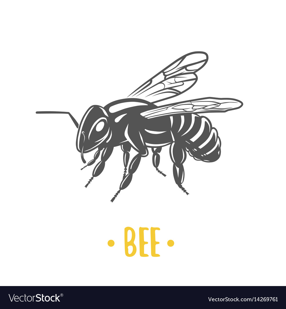 Bee Royalty Free Vector Image - VectorStock