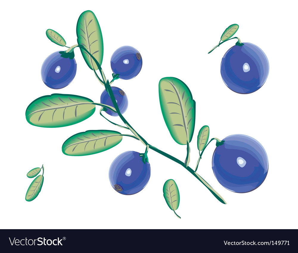 Blueberries Royalty Free Vector Image - VectorStock