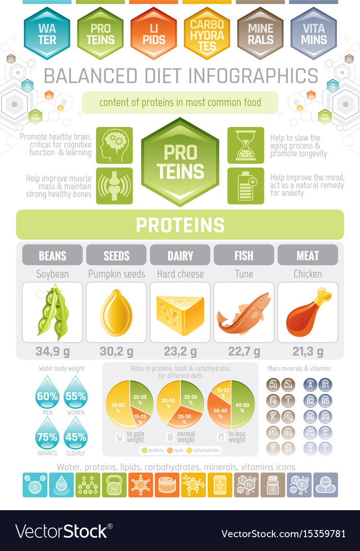 Proteins diet infographic diagram poster water Vector Image
