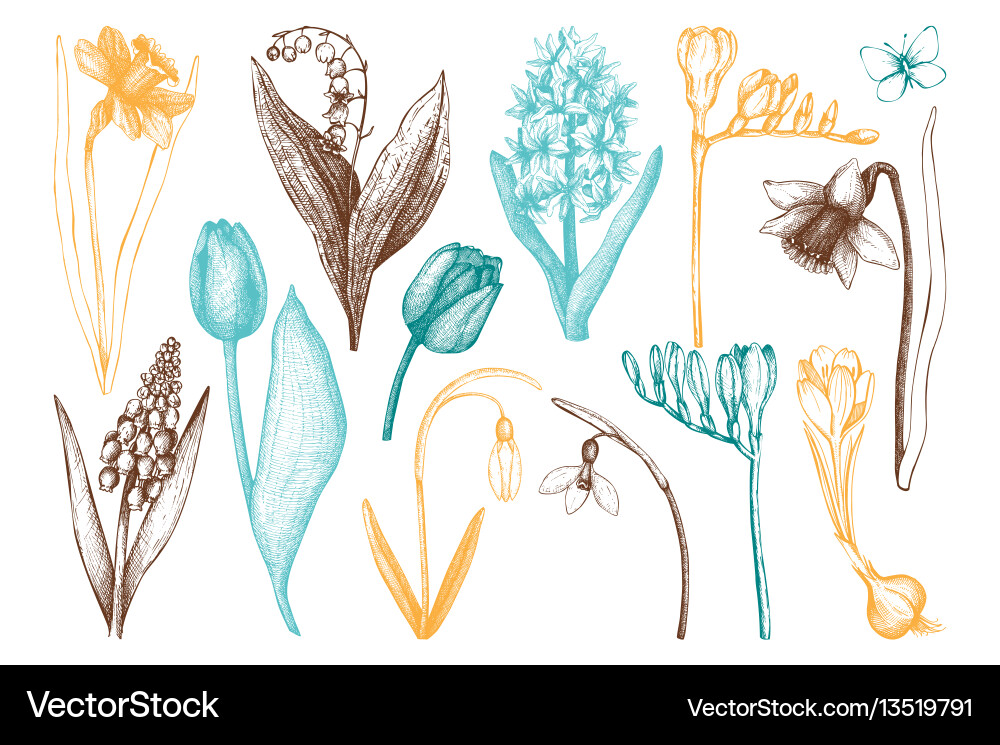 Botanical of springtime plants Royalty Free Vector Image