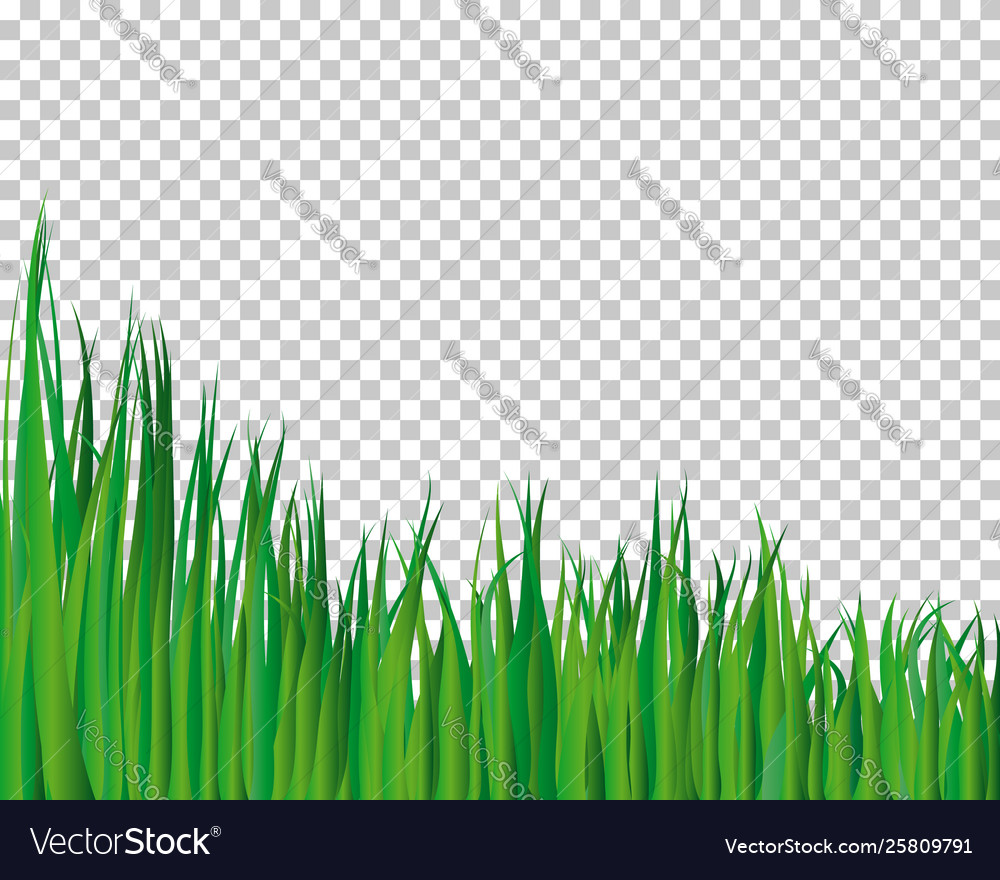 Grass background Royalty Free Vector Image - VectorStock