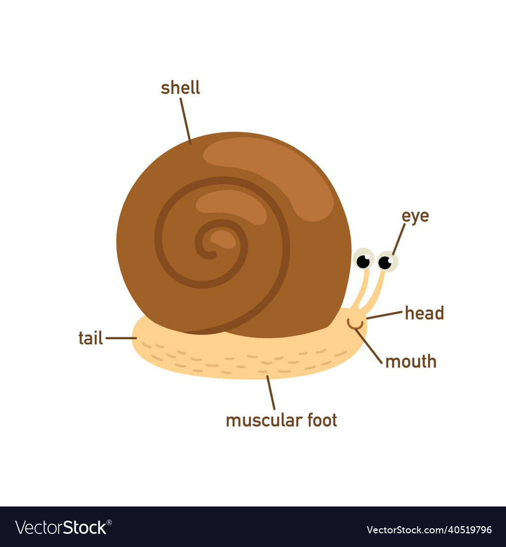 Snail Anatomy Snail Body Structure Stock Vector Illus - vrogue.co Snail Anatomy Snail Body Structure Stock Vector Illus - vrogue.co