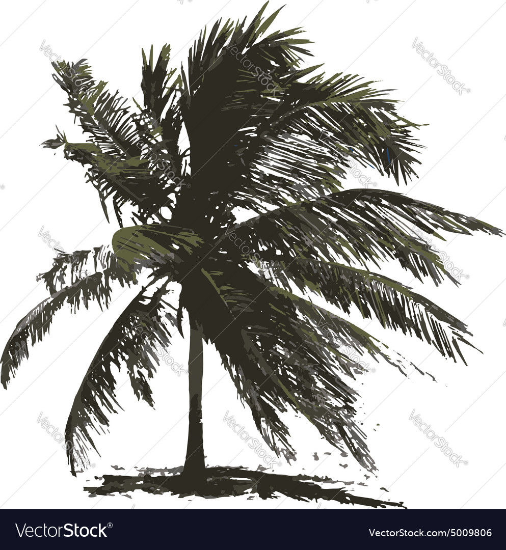 Tropical palm tree for your design Royalty Free Vector Image
