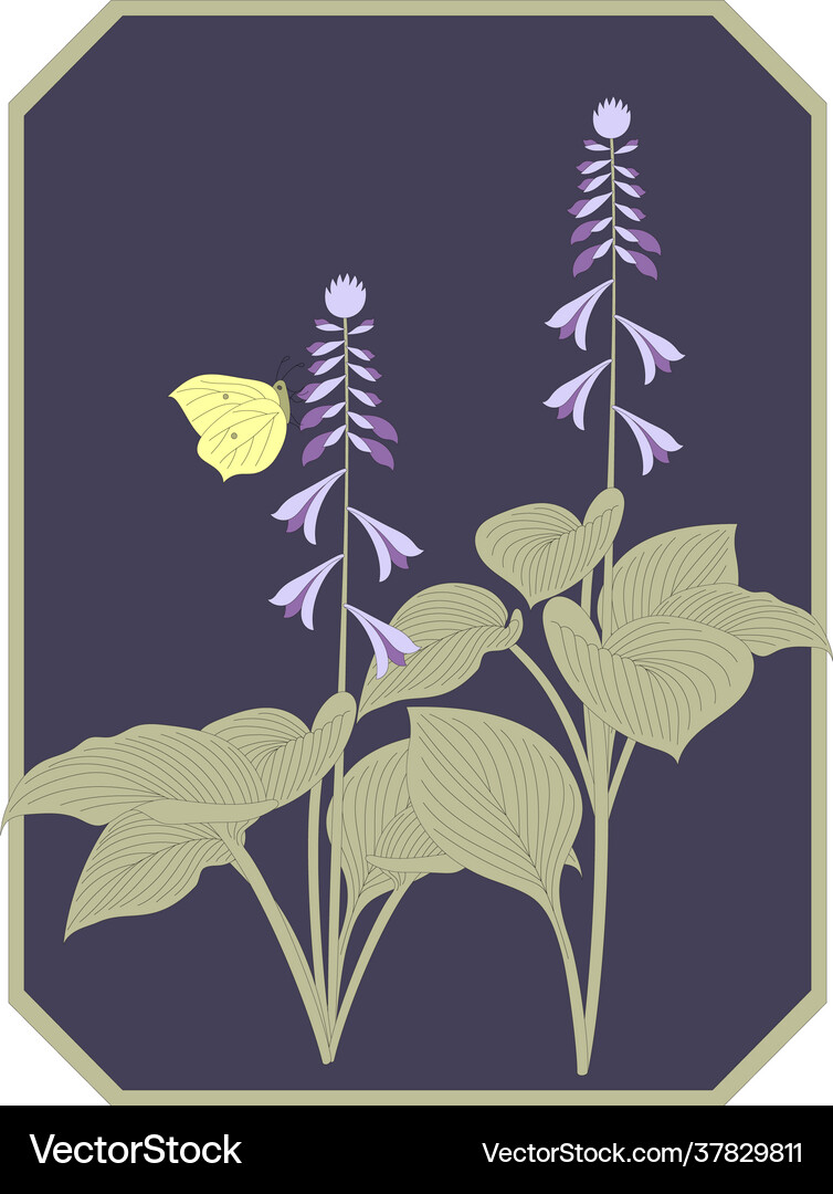Hosta funkia summer flower Royalty Free Vector Image