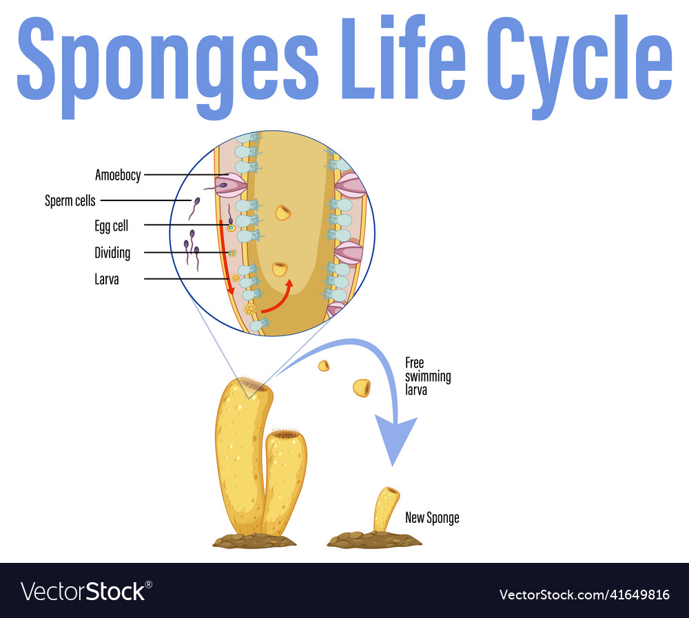 Sponges Life Cycle at Hunter Sachse blog