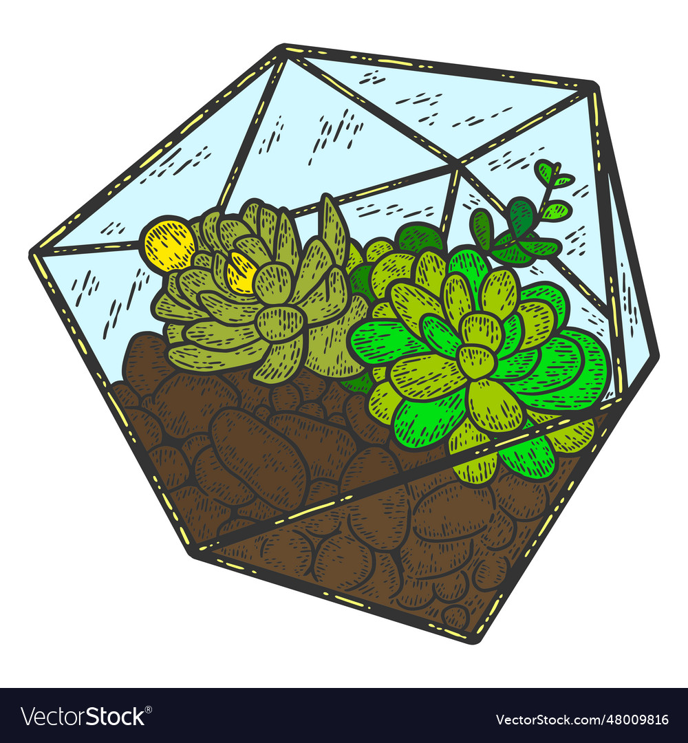 Succulent plant glass florarium vase engraving Vector Image