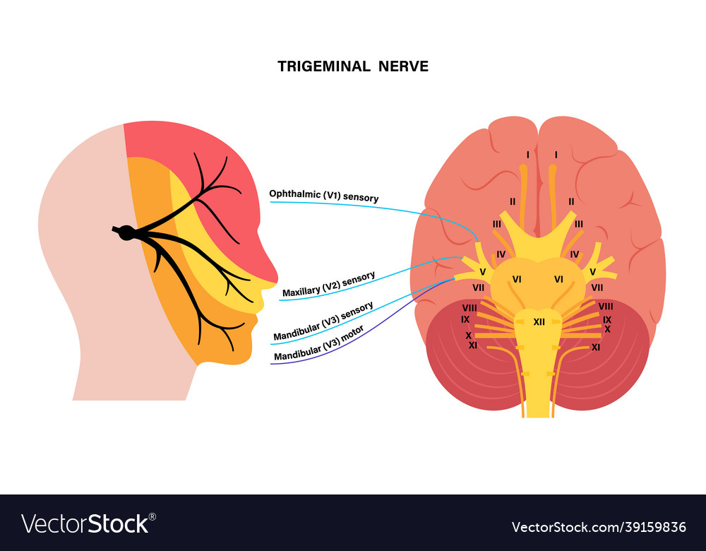 Trigeminal Nerve Anatomy Royalty Free Vector Image