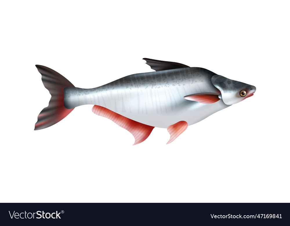 Basa fish realistic composition Royalty Free Vector Image