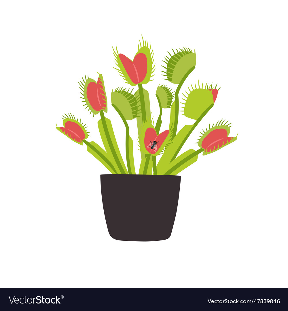Venus Fly Trap Clipart