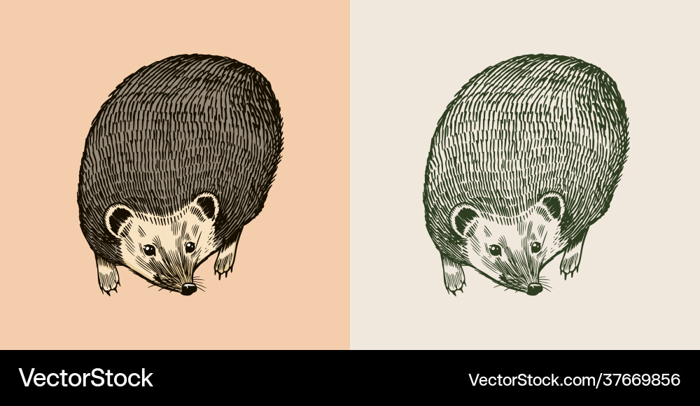 Hedgehog or spiny forest animal prickly creature Vector Image