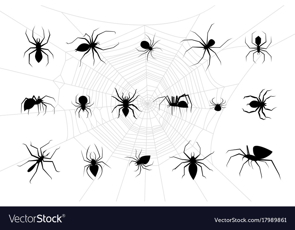 Spiders set Royalty Free Vector Image - VectorStock