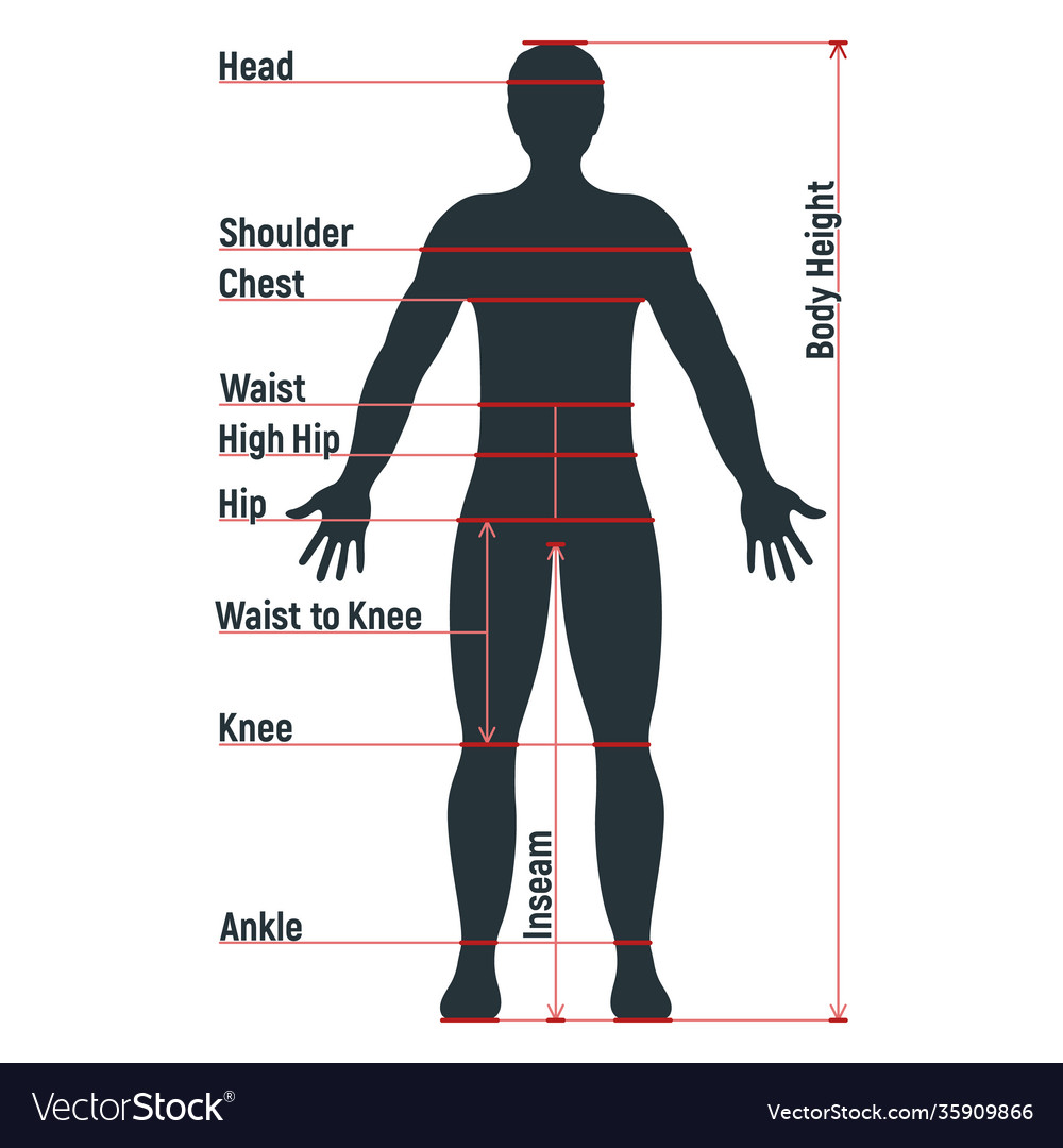 Male Size Chart Anatomy Human Character People Vector Image