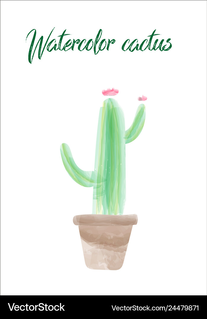 Cactus isolated on white background watercolor Vector Image