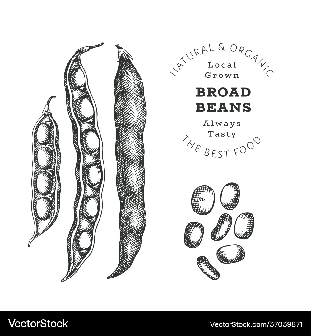 Hand drawn sketch style broad beans organic fresh Vector Image