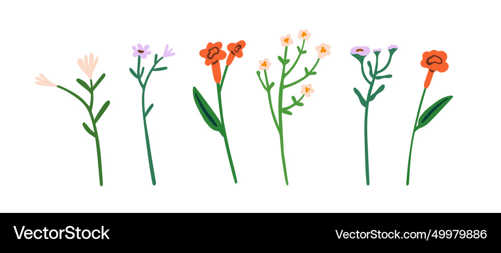Fragile flower stems set field blooms spring Vector Image