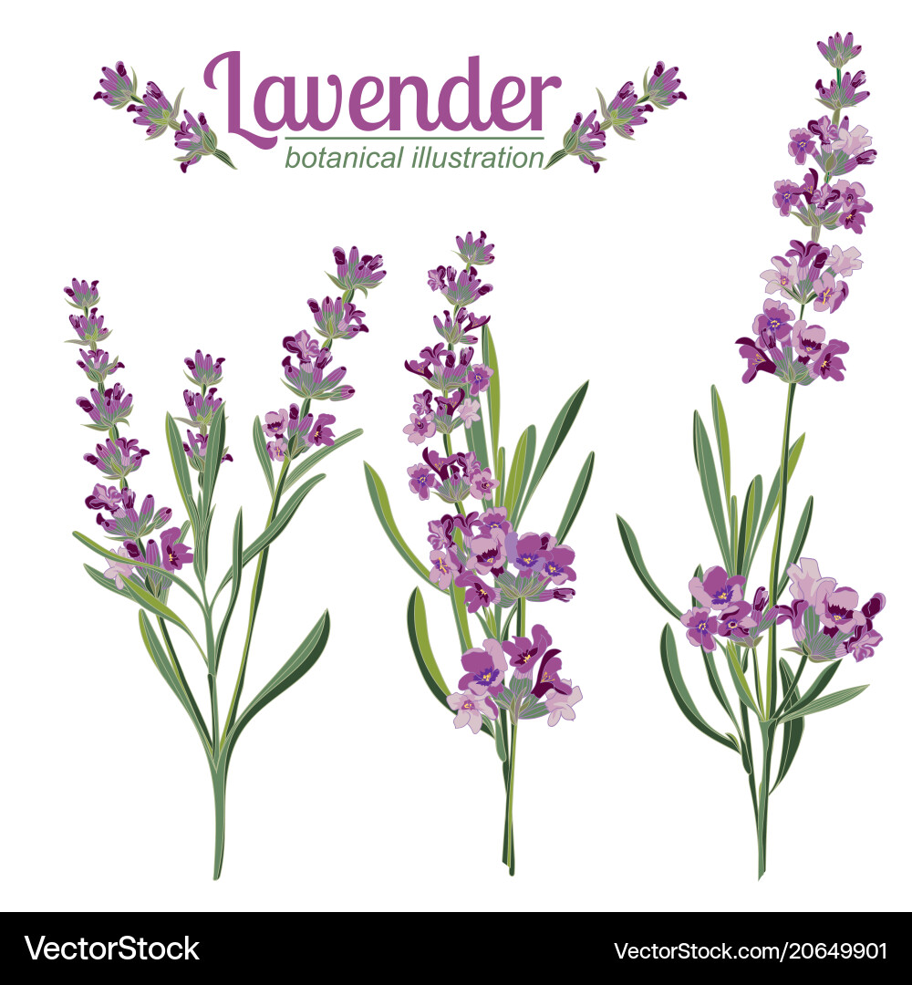 Lavender flower on white background colorful Vector Image