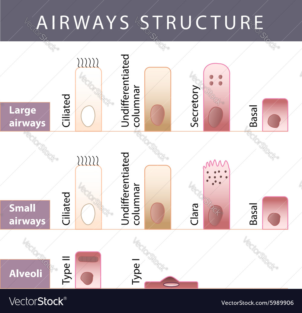 Airways structure Royalty Free Vector Image - VectorStock