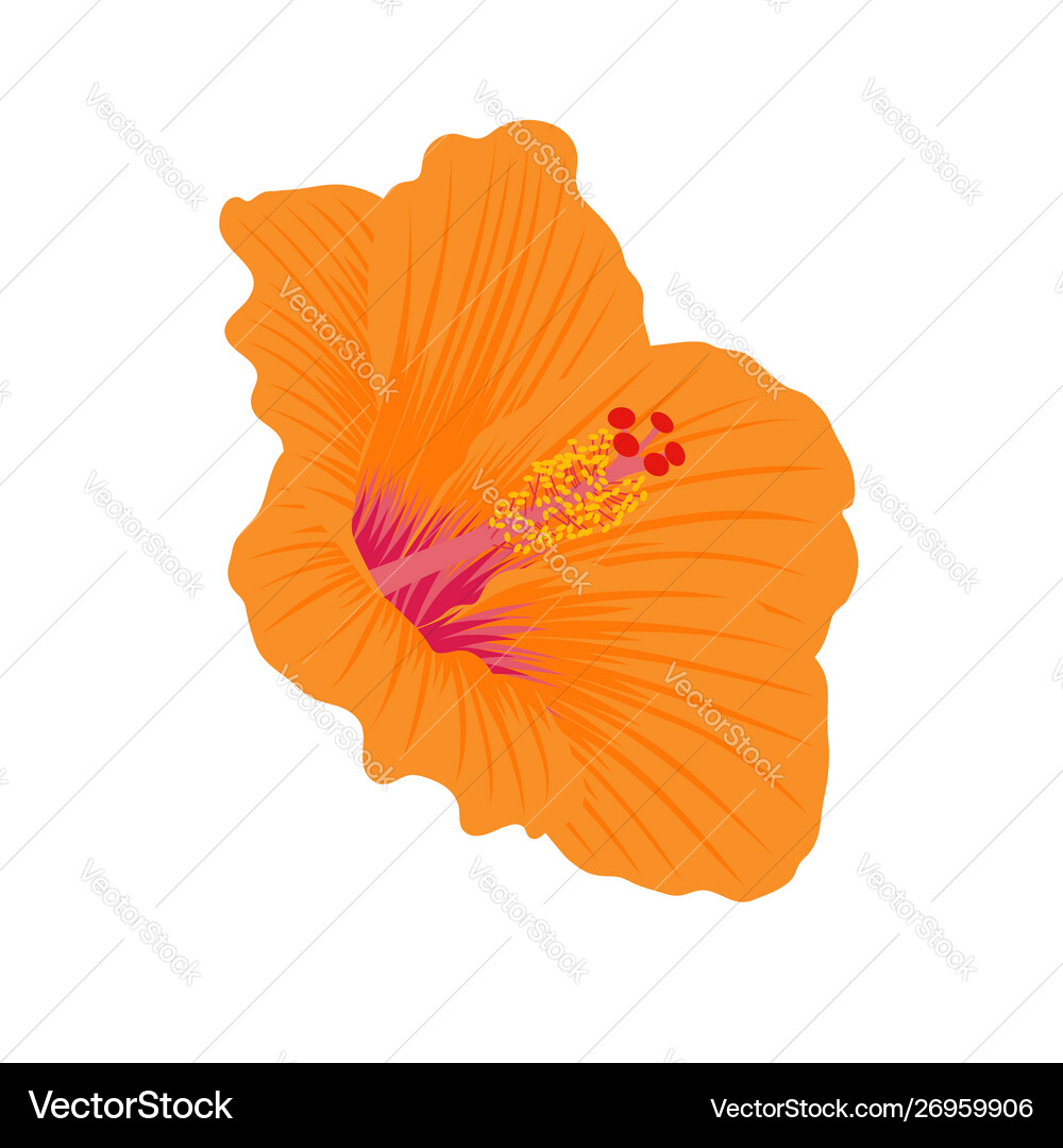 Orange hibiscus tropical flower Royalty Free Vector Image