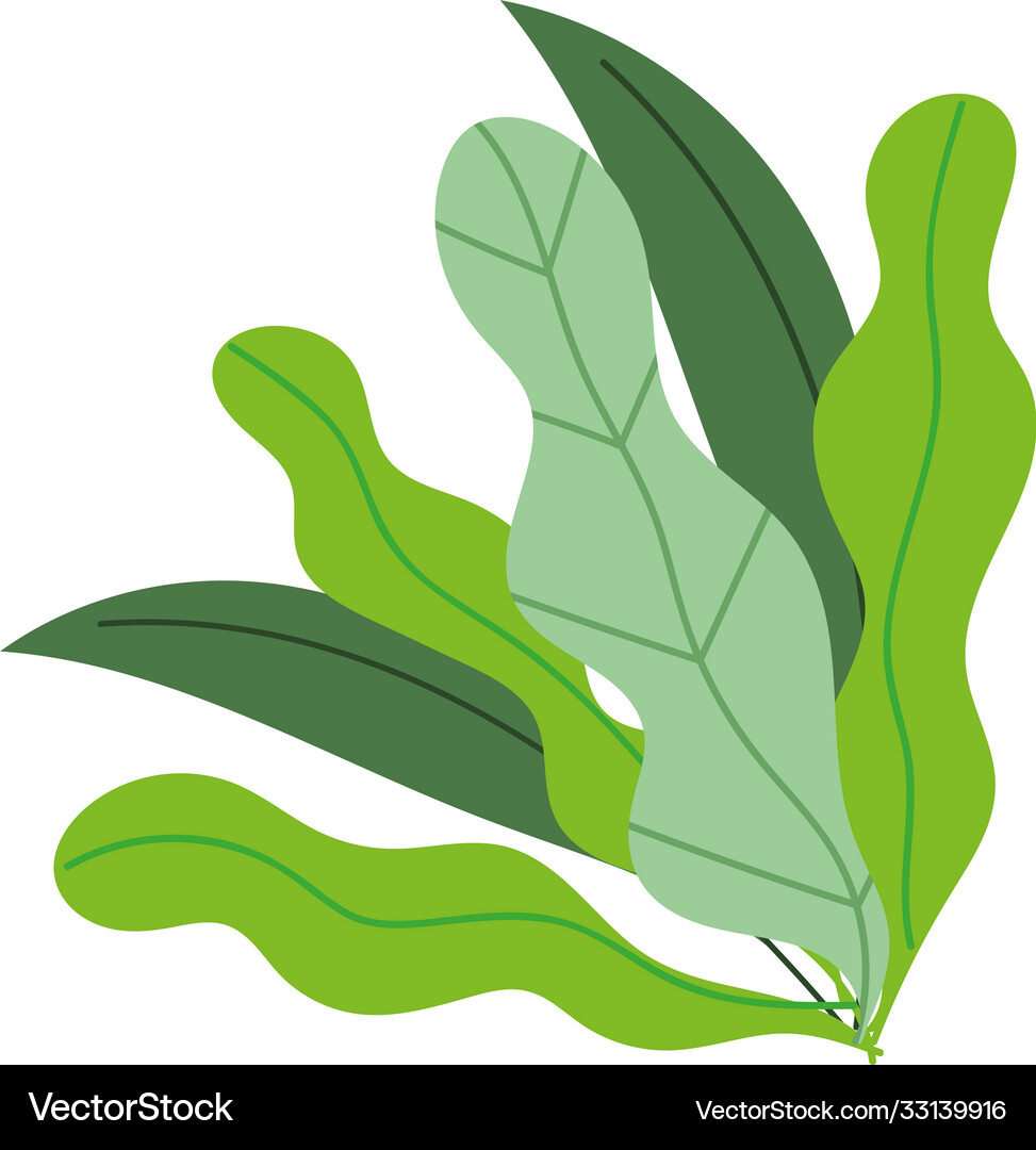 Leaves foliage nature vegetation botanical Vector Image