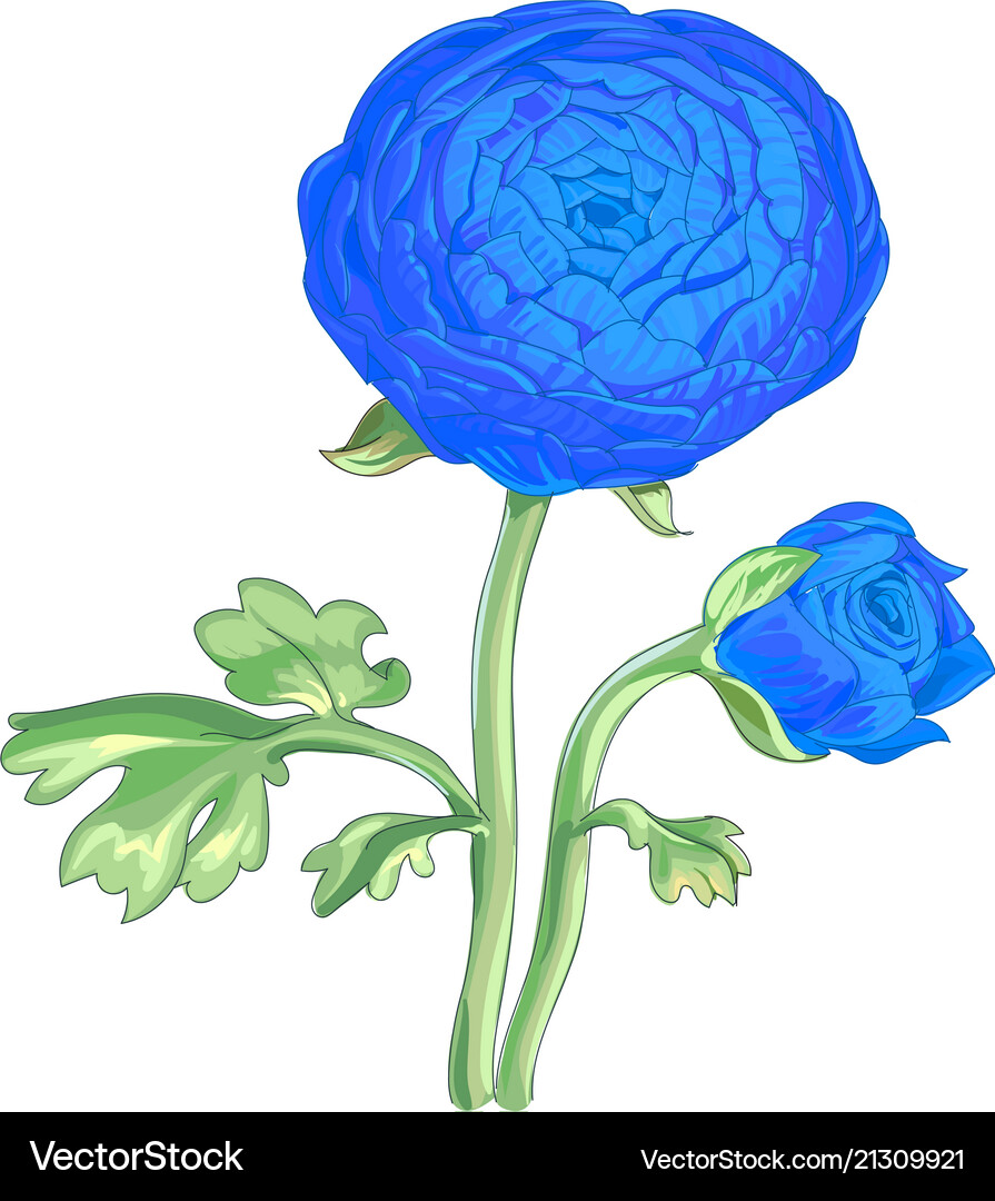 Beautiful blue flower peony isolated on white Vector Image