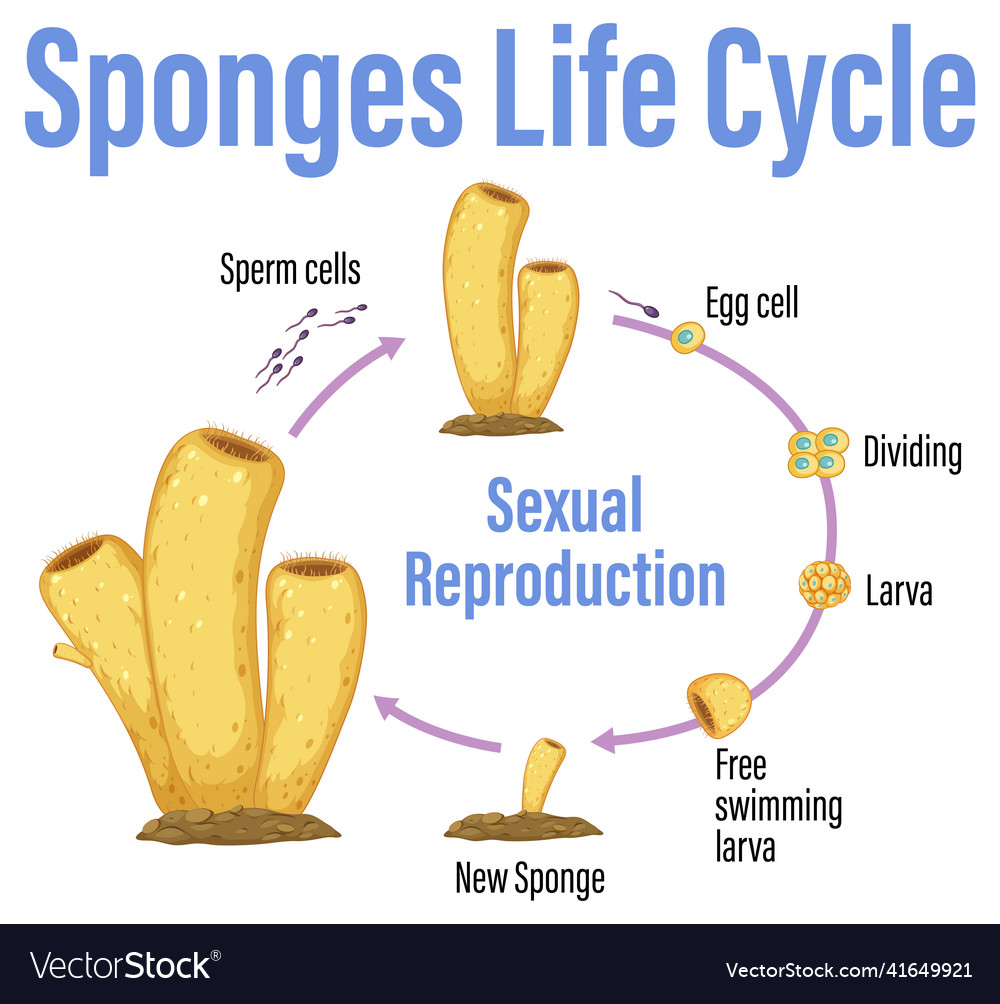 Sponge Diagram