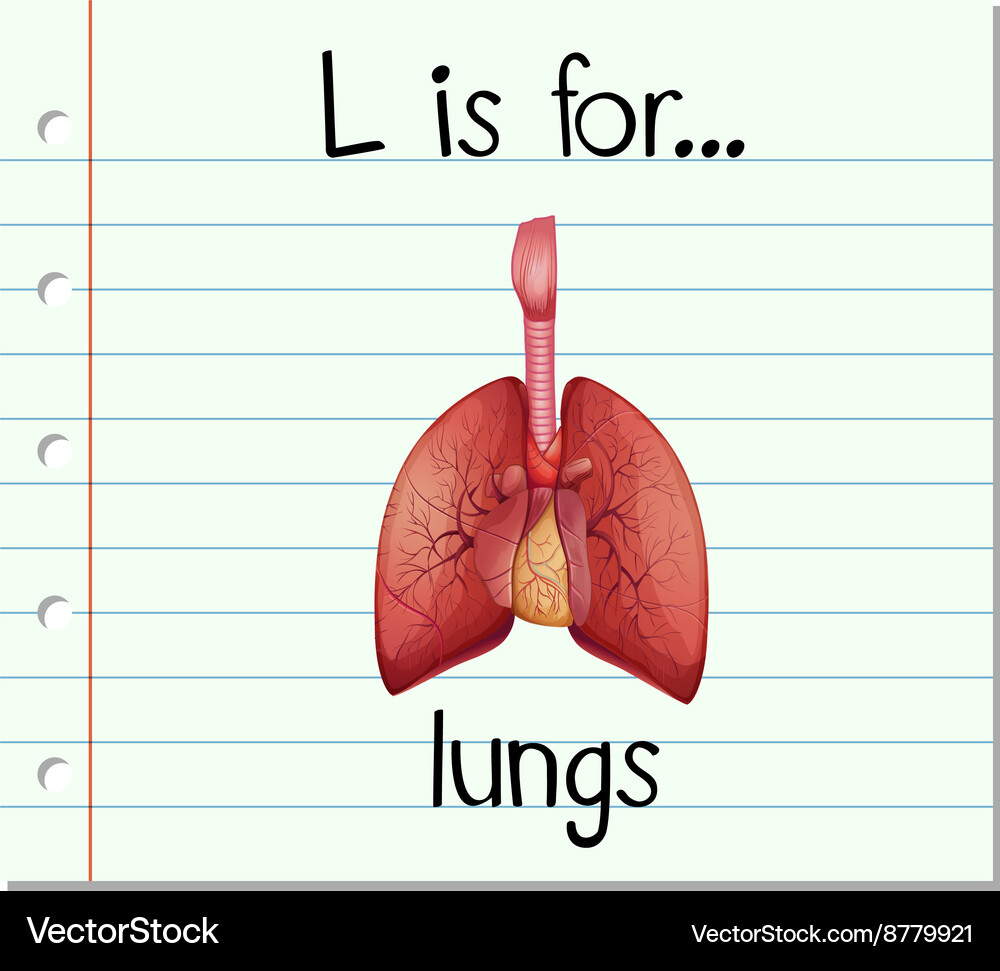 Flashcard letter l is for lungs Royalty Free Vector Image