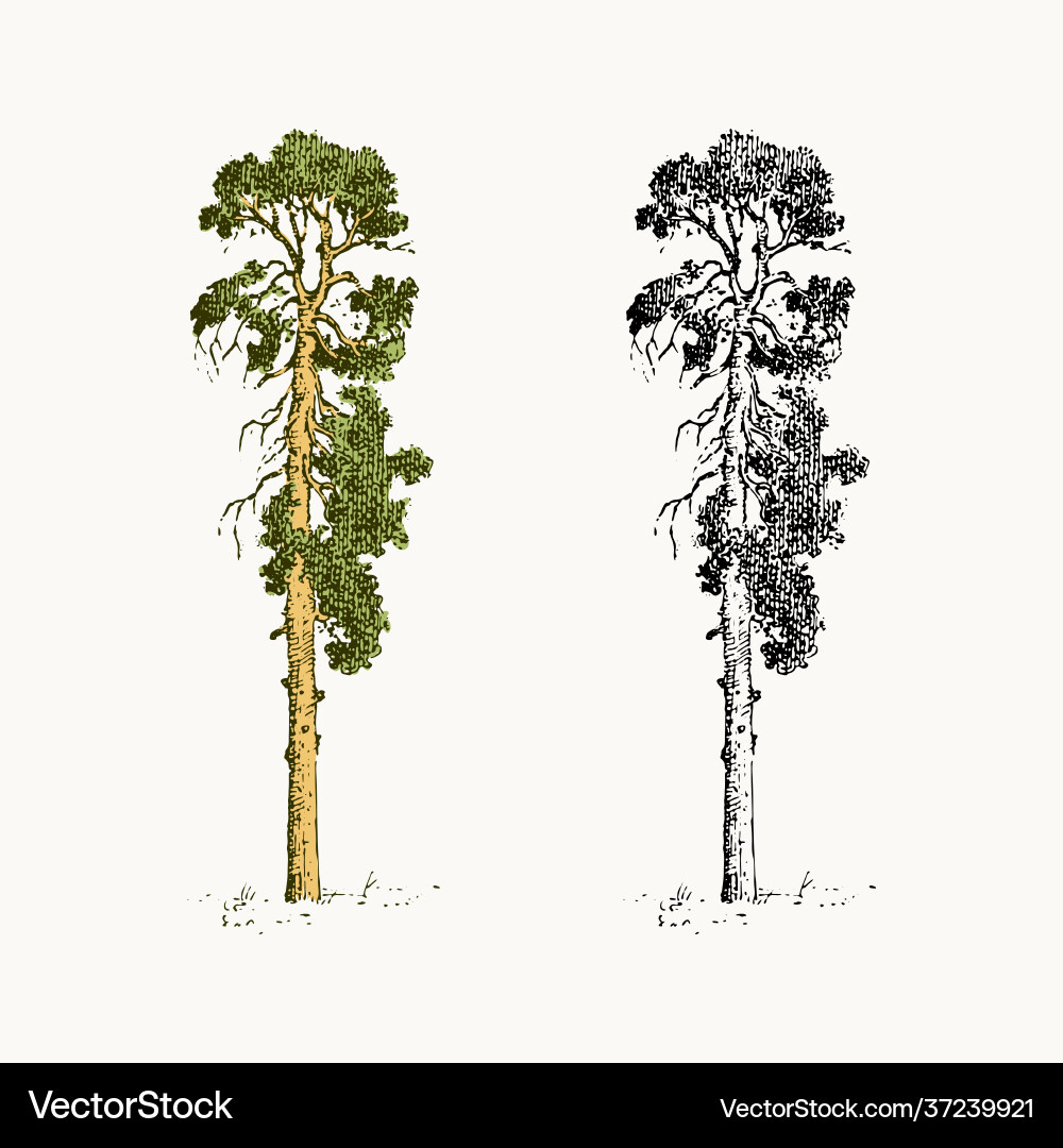 Sequoia big tree in vintage style the national Vector Image