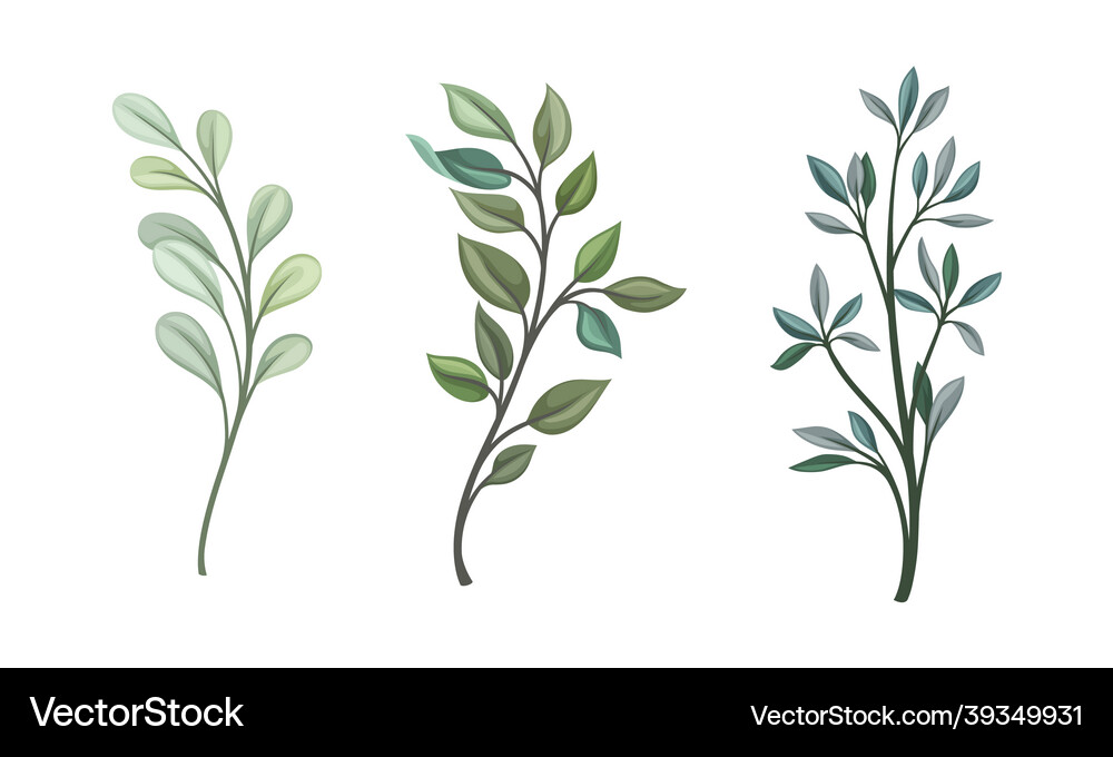Twig and foliage with stem leaves set Royalty Free Vector